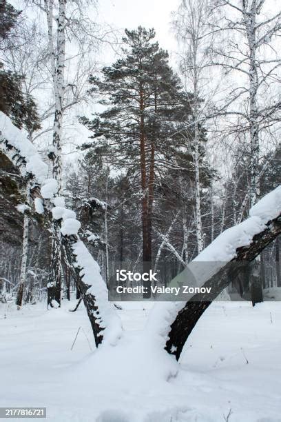 눈 덮인 숲 자작나무와 소나무가 우뚝 서 있는 고요한 겨울 풍경 쓰러진 나무가 있는 풍경 0명에 대한 스톡 사진 및 기타 이미지 Istock
