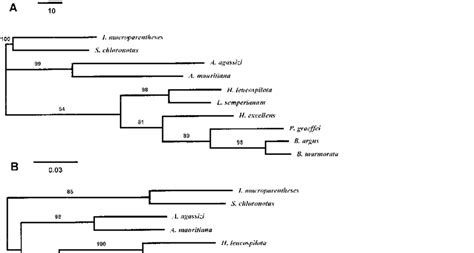 Phylogenetic Trees A Single Most Parsimonious Tree Using Equal And