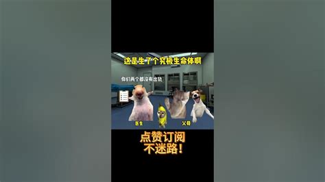 Meme Funny 喵哥是萌新 搞笑 喵哥是萌新 搞笑 沙雕剧情 猫meme小剧场 Memes Youtube