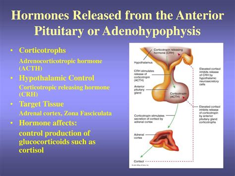Ppt Hormones Released From The Anterior Pituitary Or Adenohypophysis