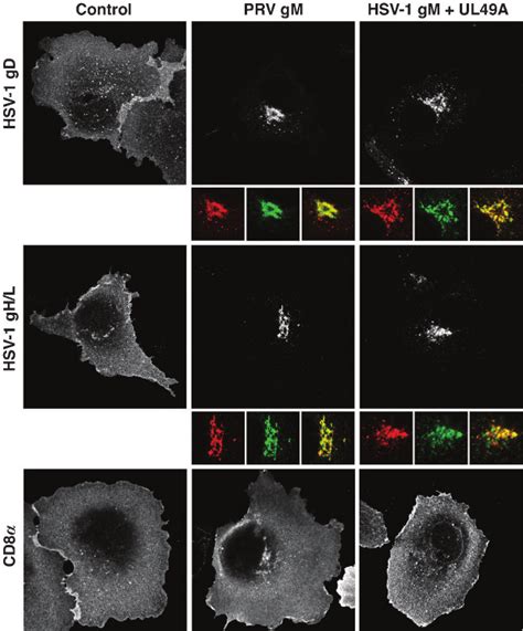 Effect Of Gm Proteins On The Subcellular Localization Of Hsv 1 Gd