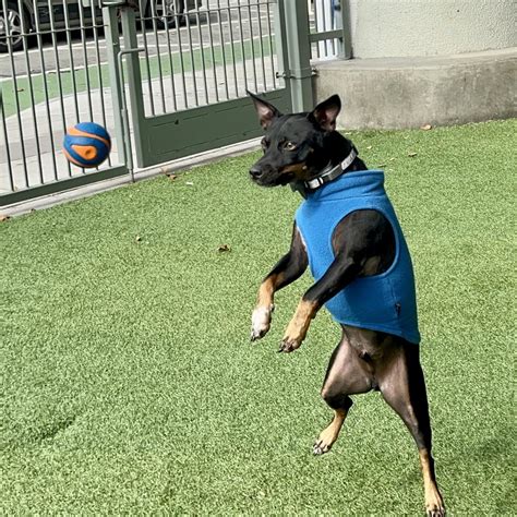 My Chihuahuajack Russellpoodlepomeraniancocker Spanielpekingese