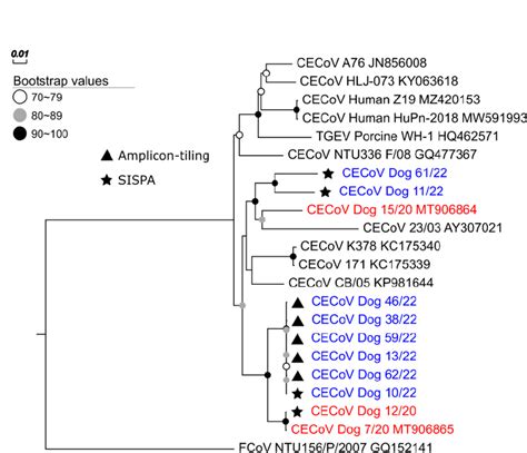 Maximum Likelihood Phylogenomic Analysis Final Alignment 23632 Base