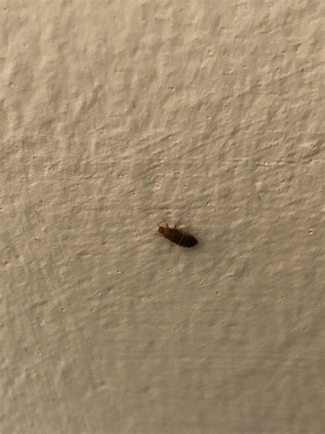 Is This A Bed Bug Brooklyn Ny Whatsthisbug