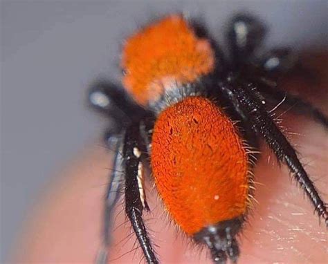 This Is Scarlet Our P Apache Jumping Spider These Photos Haven T Been