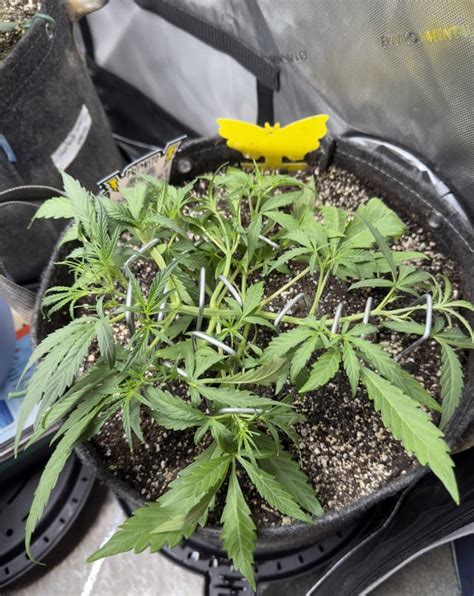 Sex Shown On Dosidelirium Pheno 1 And 2 R Mephheads