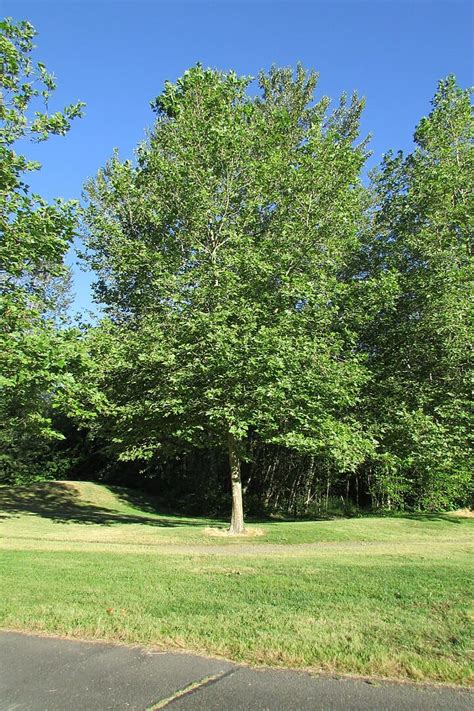 Amazing Facts About Maple Trees Discover Walks Blog