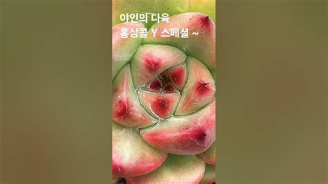 색감도 이쁘고 통통 굿 ~ 불금요 ~ 파종이 실생 다육 다유기 다육이 다육식물 반려식물 다육판매 다육이판매 다육이키우기 다육인스타그램 매혹이 청주