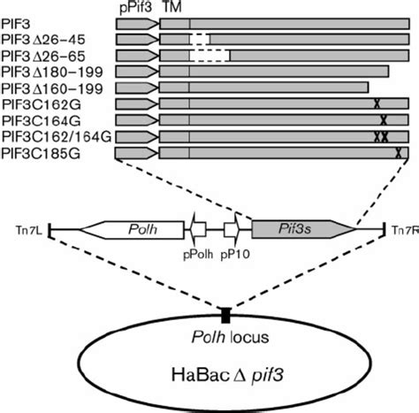 Schematic Representation Of Recombinant Hearnpvs With Various