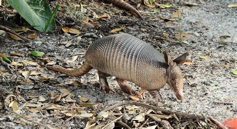 Armadillo Animal Information Mammal With A Shell