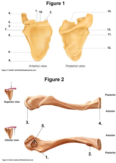 Clavicle And Scapula Quiz Anatomy