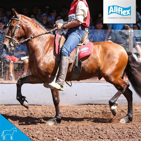 Allflex Brasil 🐴 Curiosidade O Microchip Allflex Para