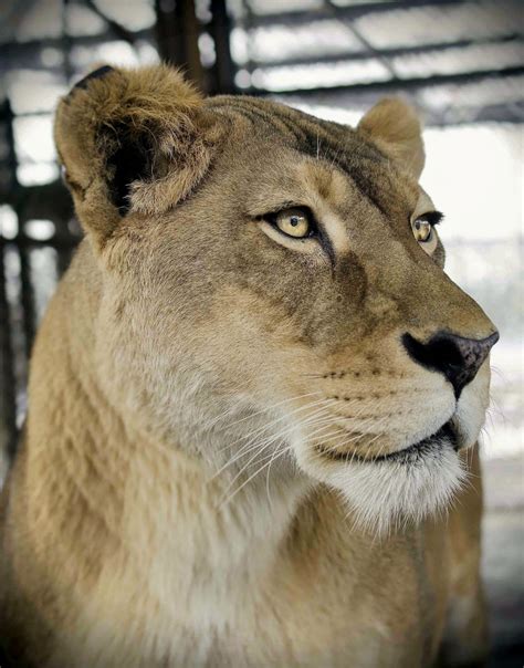 In Sync Exotics Cat Tales Farewell Sweet Jynxie