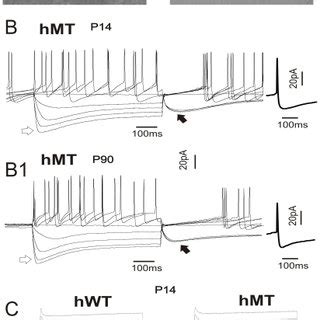 Differential Interference Contrast Images Showing The Morphological Download Scientific Diagram
