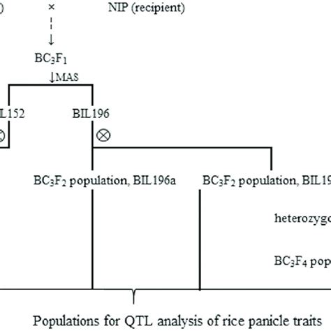 Flow Chart Of Population Development For Qtl Analysis Download