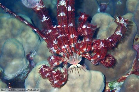 Echinoderms 8 Beautiful Types Of Echinoderms You Probably Echinoderms 8 Beautiful Types Of Echinoderms You Probably