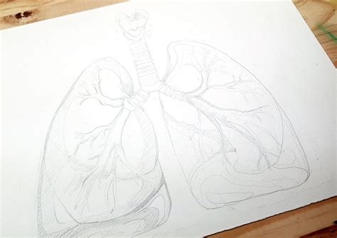 How To Draw Lungs Steps To Create A Realistic Lungs Sketch