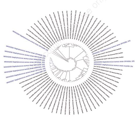 Figure 1 From Prospective Nucleotide Sequence Analysis Of Methicillin Resistant Staphylococcus