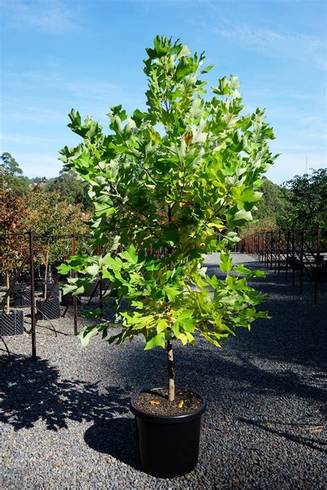 Tulpmedis Gelsvažiedis Liriodendron Tulipifera Gitanos Medeliai