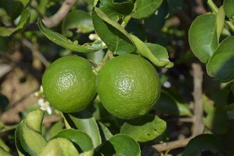 มะนาวประโยชน์เยอะที่ทุกคนคิดไม่ถึง