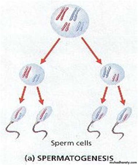 Fertilization And Implantation Pptx D Sumeya Muhadharaty