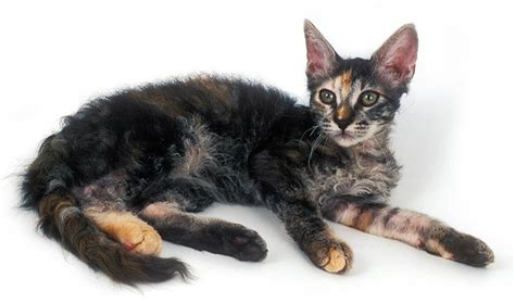 Laperm Cat Breed Information Vetstreet Vetstreet