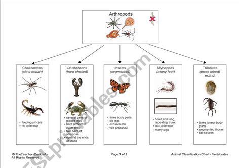 English Worksheets Arthropod Classification Worksheets Library