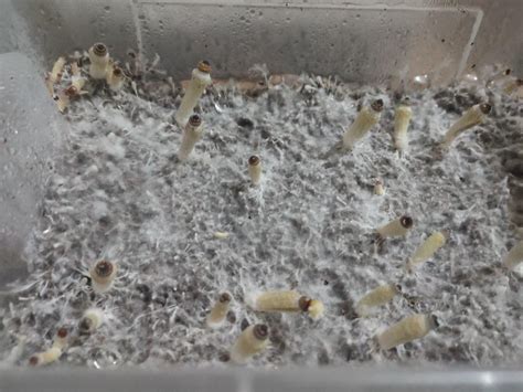 Are These Aborting R Contamfam