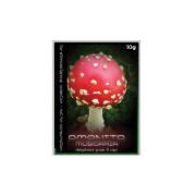 Cogumelo Mágico Amanita Muscaria