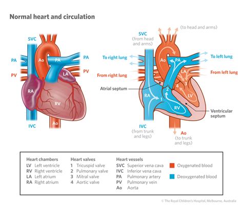 Cardiac Chamber Normal Size Chart Skrw