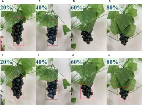Frontiers | An improved YOLO v4 used for grape detection in unstructured environment
