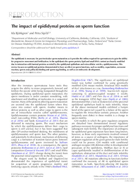 Pdf Epididymal Proteins And Their Role In Sperm Function