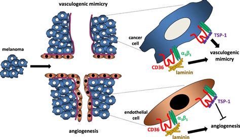 Schematic Concept Of Cd36 In Vm Formation And Cancer Progression Solid