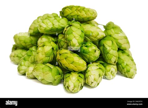 Heap Of Green Hop Isolated On White Background Pile Of Hops