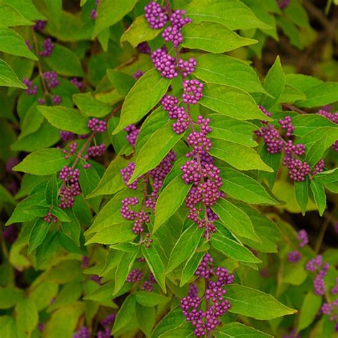 Callicarpa Finegardening