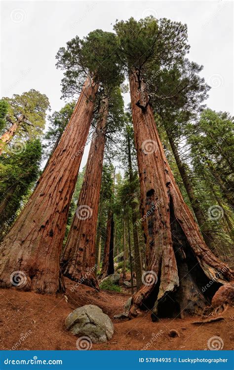 Giant Sequoia Trees In Sequoia National Park Stock Image Image Of