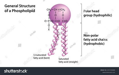 General Structure Phospholipid Structural Formula Vector Stock Vector Royalty Free 2257193809