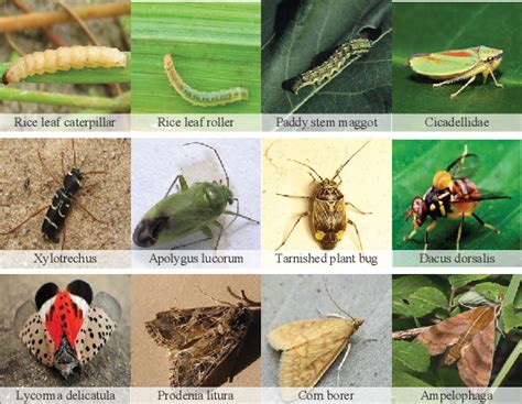 Figure 1 From Ip102 A Large Scale Benchmark Dataset For Insect Pest
