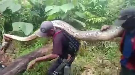 Huge Ft Pregnant Python Caught In Jungle In Indonesia Buy Sell Or Upload Video Content