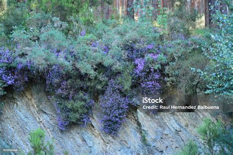 갈리 치아의 산의 초원에서 유 칼 리 나무 숲 안에 보라색 꽃 꽃 자연 여행 0명에 대한 스톡 사진 및 기타 이미지 0명 갈리시아 계절 Istock