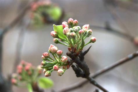 خواص دارويي گياهان شرح گیاه نعناع نعناع گیاهی است علفی و چند ساله که