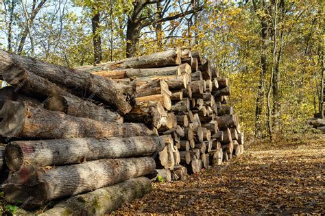 Premium Photo A Large Pile Of Chopped Firewood In The Forest After Illegal Logging