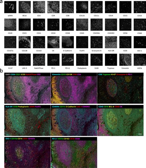 40 marker multiplex staining performed using the seqif method a
