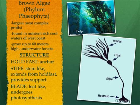 Ppt From Algae To Terrestrial Plants Powerpoint Presentation Free