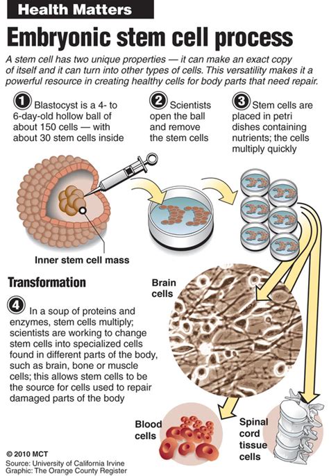 Embryonic Stem Cell Research Esc Embryonic Stem Cell Research