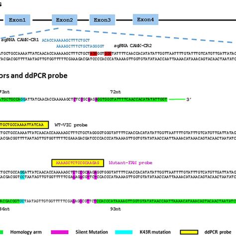 Guide Rnas And Single Stranded Oligonucleotide Ssodn Donor Designs Download Scientific