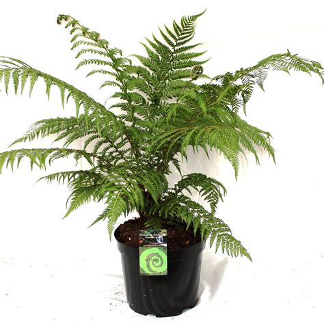 Dicksonia Antarctica — Plant Wholesale Floraccess
