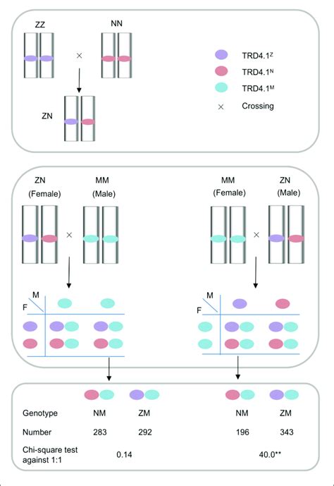 Schematic Mode Of Gametic Selection Of Trd4 1 In Reciprocal Crosses Download Scientific