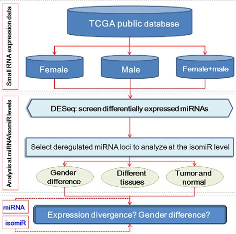 Figure 1 From A Comprehensive Analysis Of Mirna Isomir Expression With