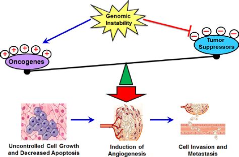 Oncogenes And Tumor Suppressor Genes Feedback Loop